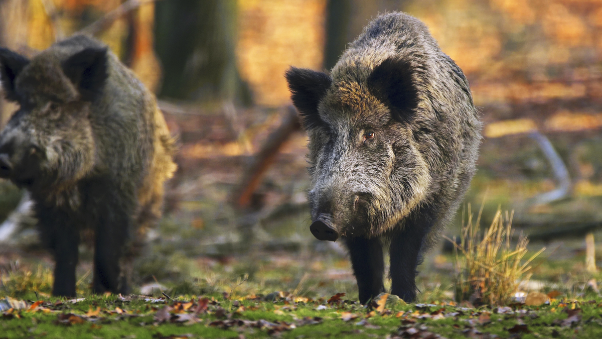 Magnificent Beast | Cascade PBS