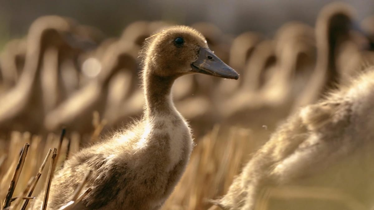 Duck Deployments and Mite Airstrikes: Nature’s Pest Patrol | Cascade PBS