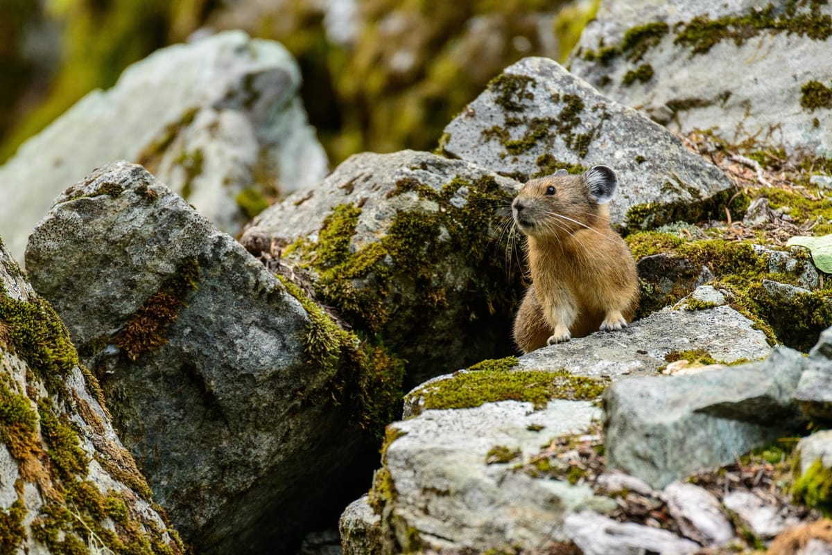 Olympia, climate and the American pika | Cascade PBS