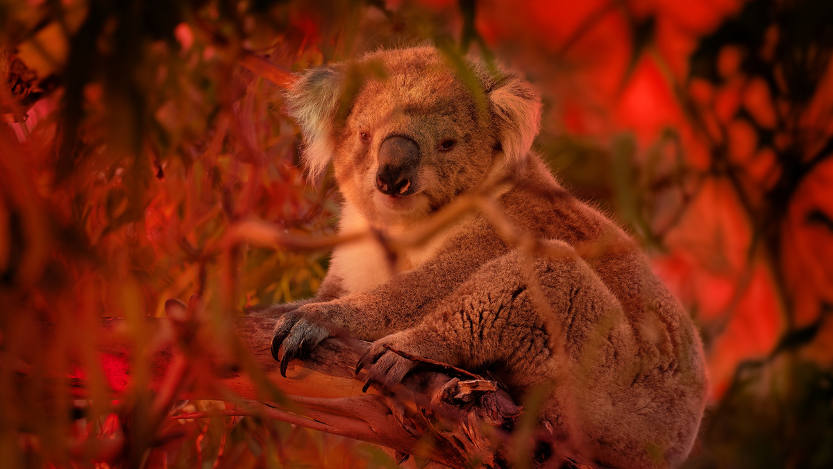 Preview of Australian Bushfire Rescue | Cascade PBS