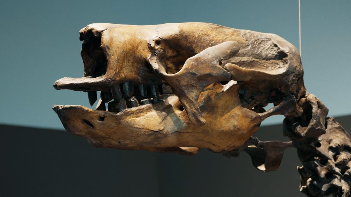 Fossils in the Asphalt: Unearthing LA’s Ancient Past | Cascade PBS