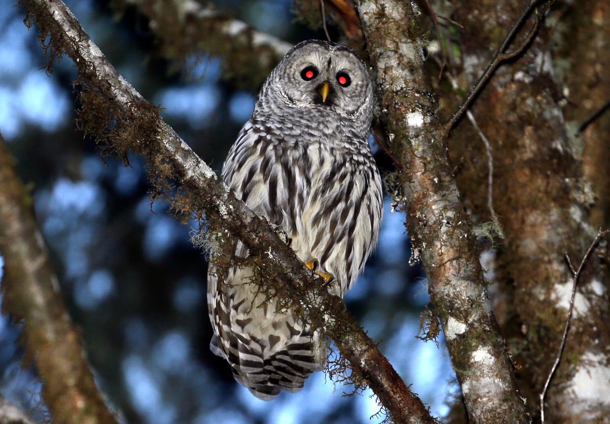 WA plan to kill invasive barred owls uncertain after federal cuts ...