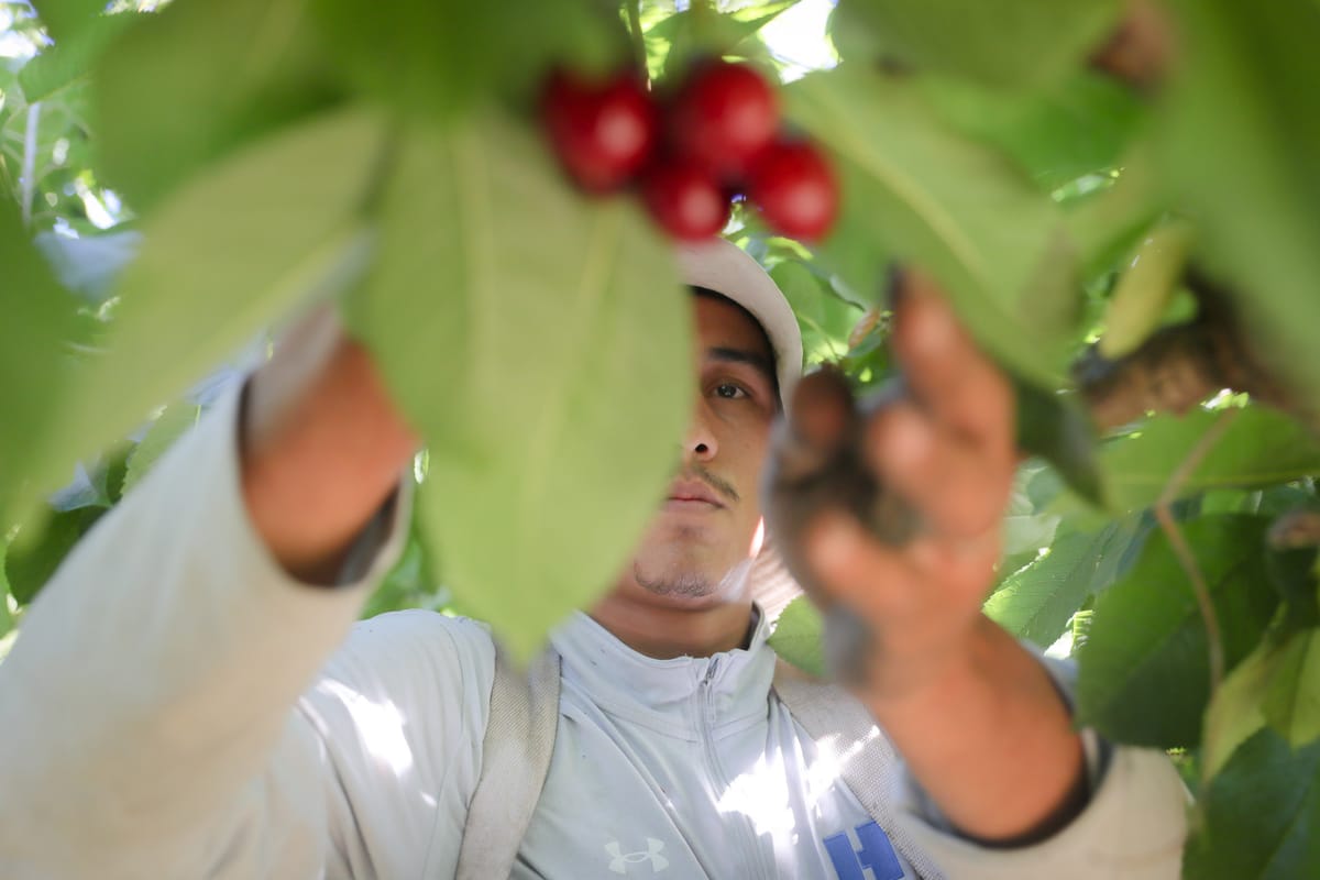 WA fruit growers rely on H-2A visa program despite flaws, costs ...