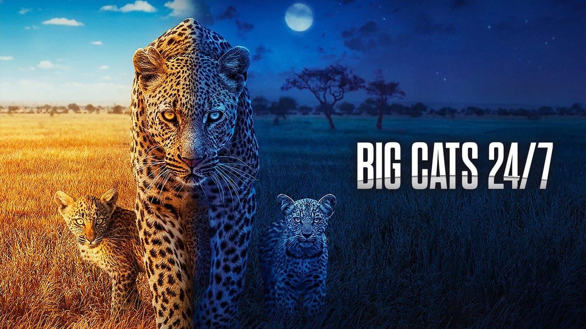 Big Cats 24/7 | Cascade PBS