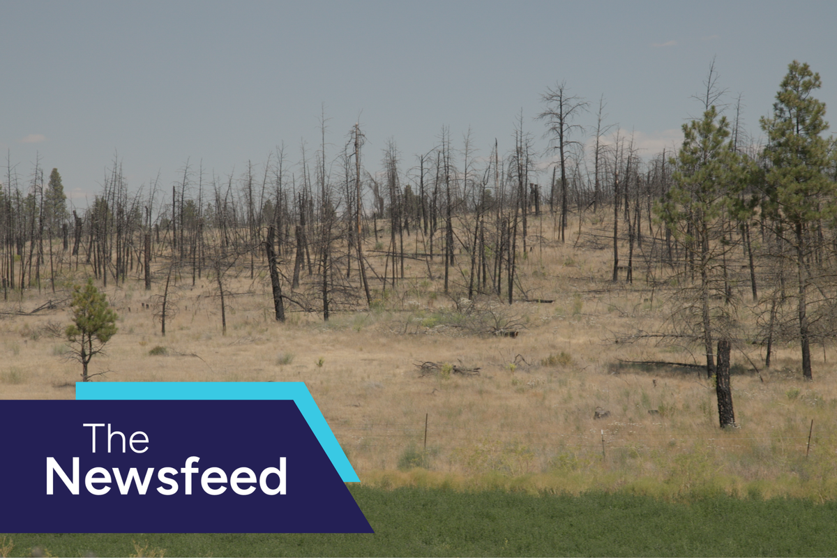 The Newsfeed: 5 years after wildfire, Malden is still rebuilding ...