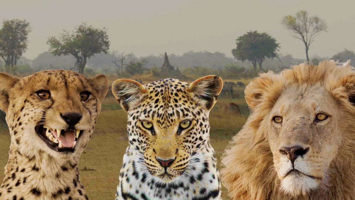 Big Cats Unleashed - Evolution of Big Cat Looks | Cascade PBS