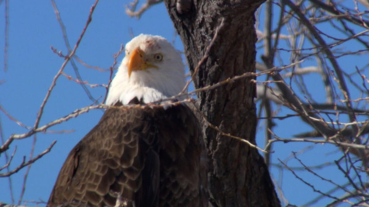 Bald Eagle Recovery | Cascade PBS