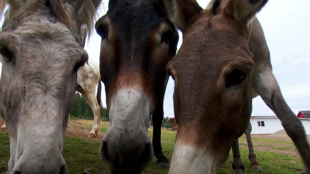 Oregon Donkey Sanctuary | Cascade PBS