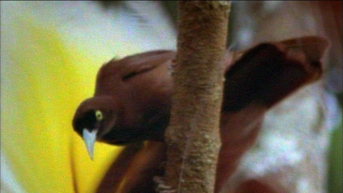 Greater Bird of Paradise | Cascade PBS