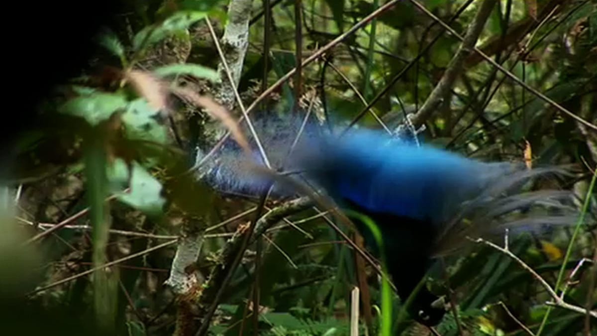 Blue Bird of Paradise | Cascade PBS