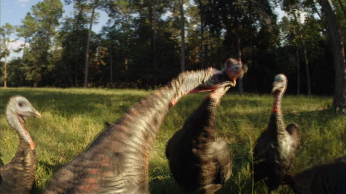 Turkey Fight | Cascade PBS