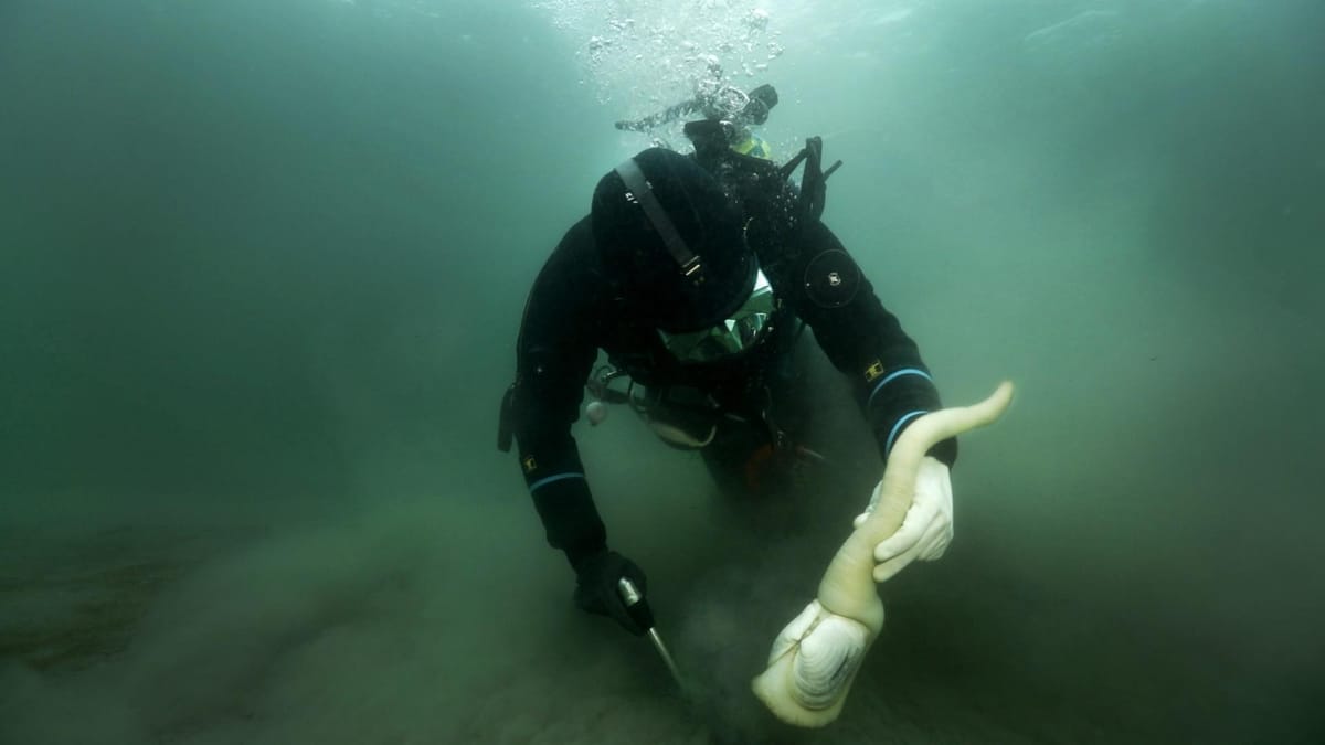 Diving for Geoduck, the World’s Largest Clam | Cascade PBS