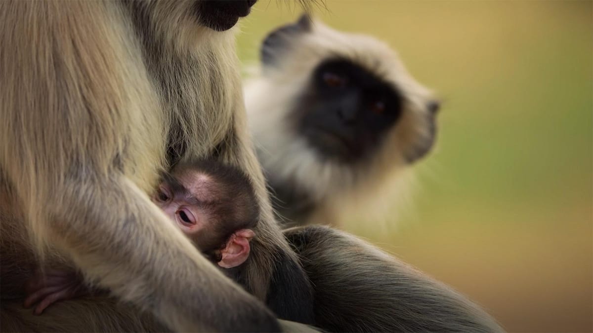 This Pregnant Monkey Is Not Ready (Yet) | Cascade PBS