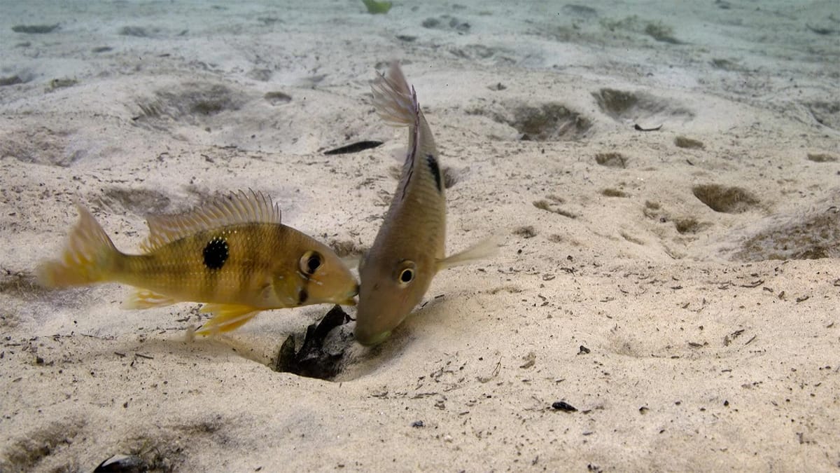 Fish Parenting 101: Mom vs. Dad | Cascade PBS