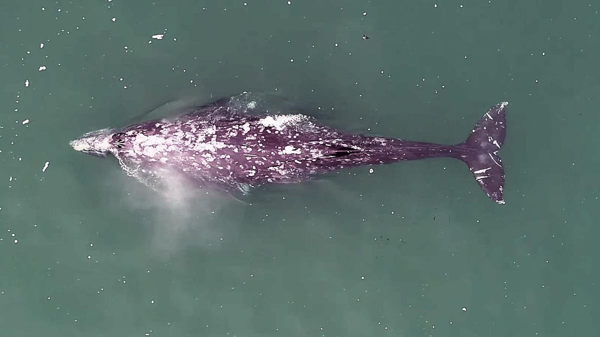 Oregon’s Gray Whales | Cascade PBS