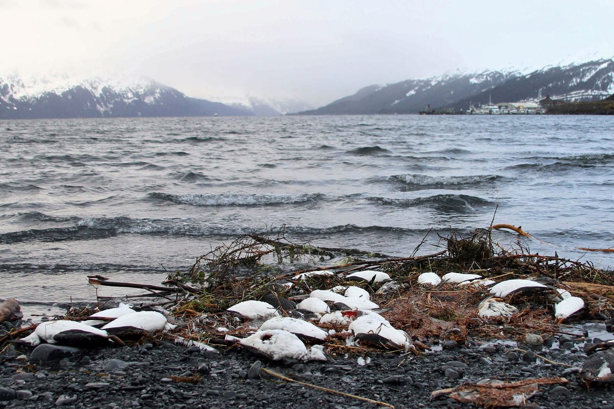 The primary suspect behind the deaths of a million seabirds? A West ...