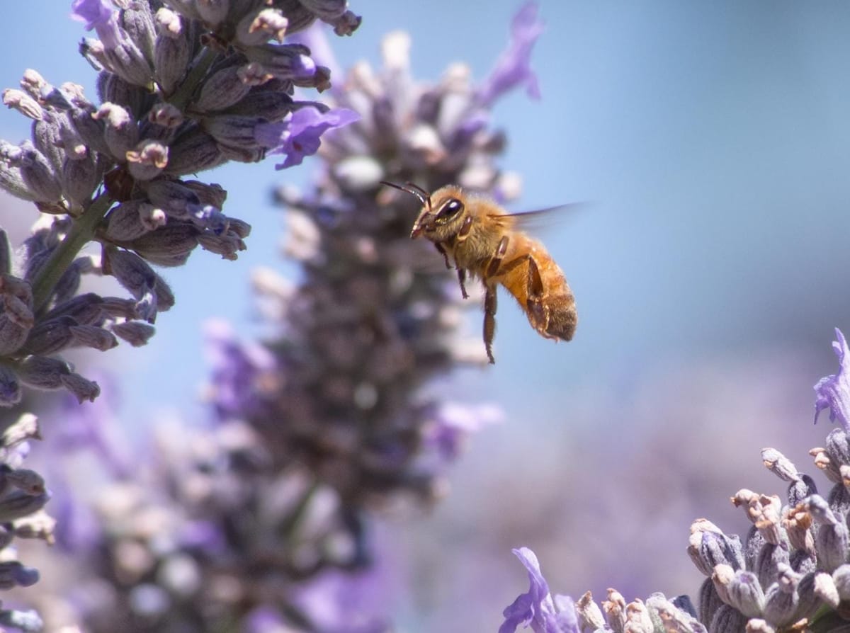 After mass die-offs and gloomy reports, new hope for bees in Seattle ...