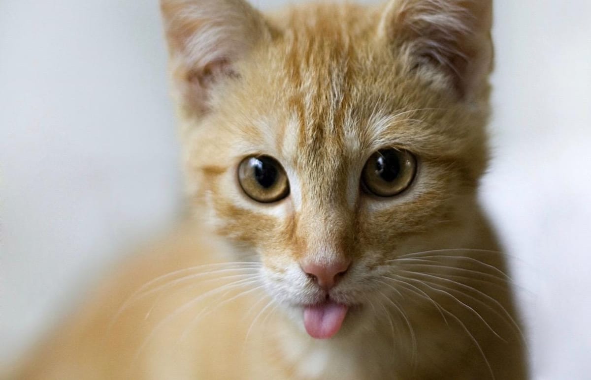 It took a whole team of UW scientists to make this cute cat pic ...