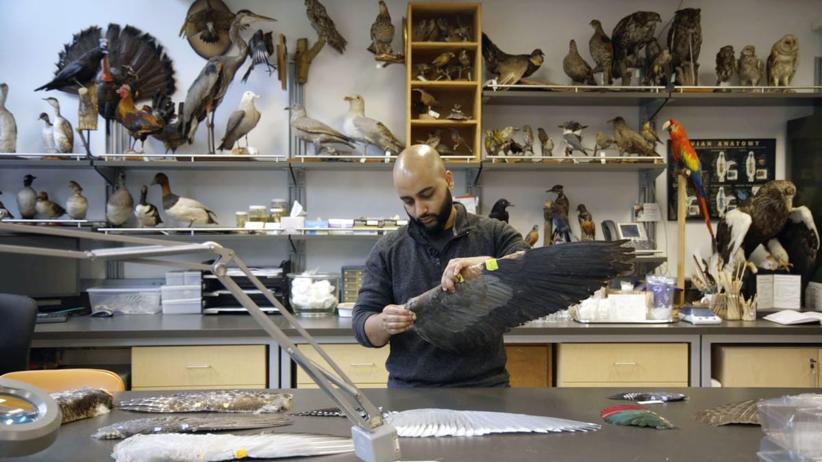 Human Elements: Using bird wings to build better planes | Cascade PBS