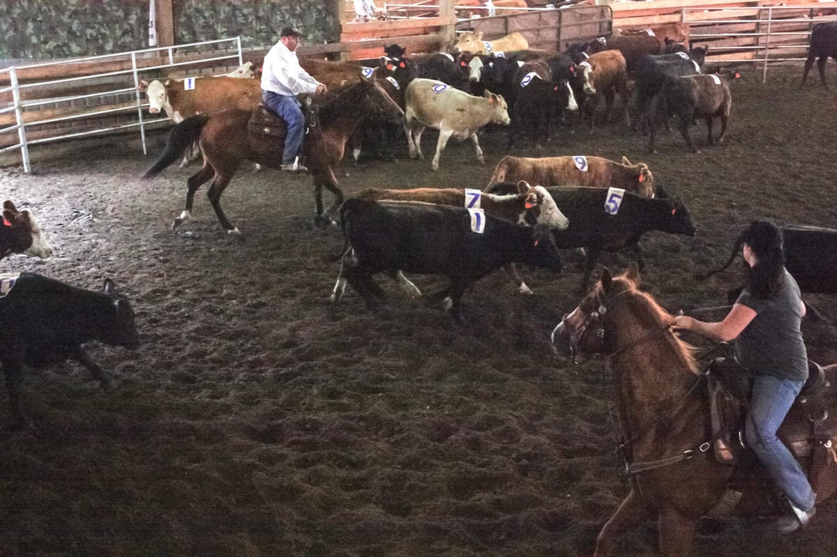 Team penning: Where the people drive the action, but the cows often win