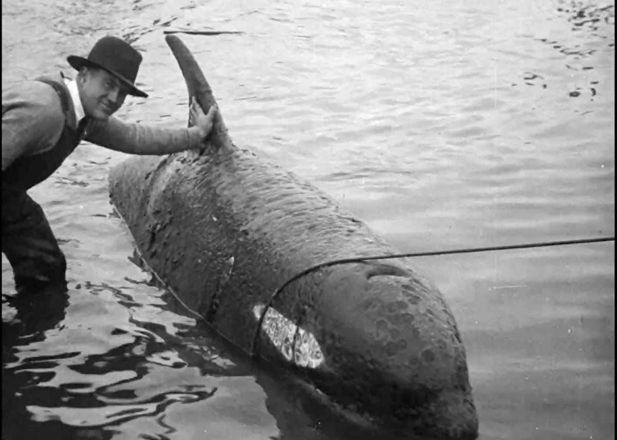 In 1931, an orca swam to Portland — and caused a stir | Cascade PBS