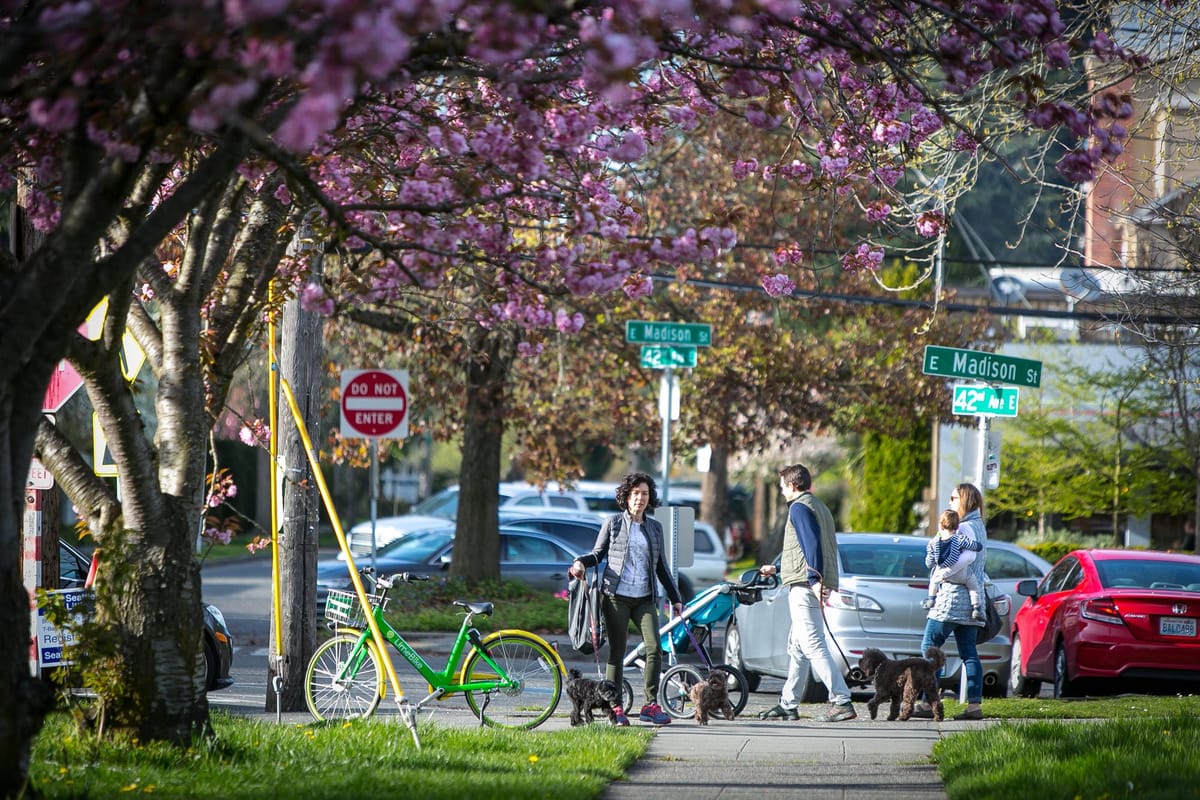 As Seattle booms, council scrambles to save city trees | Cascade PBS