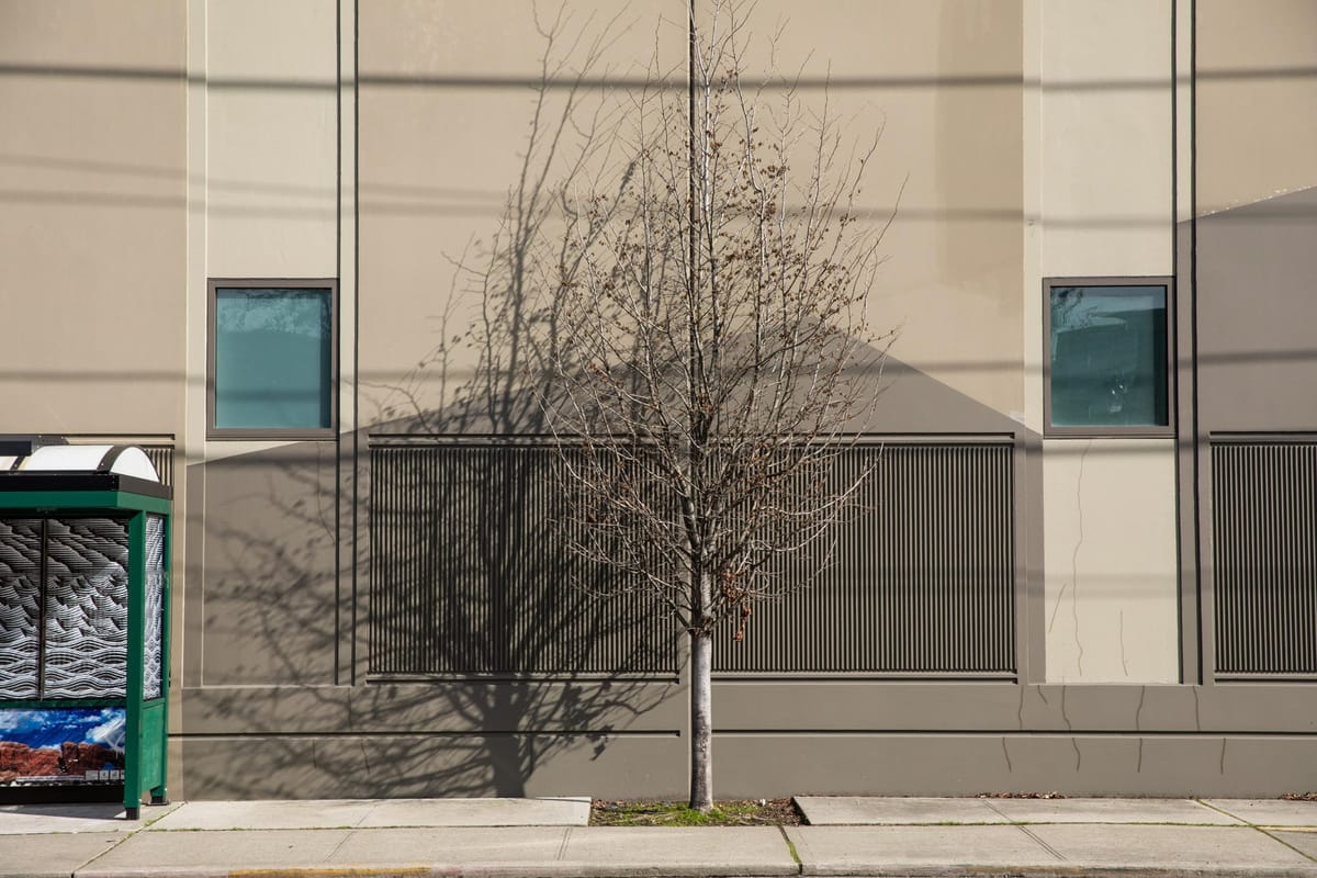 Seattle has a Green Lake-sized hole in its tree canopy, study shows ...