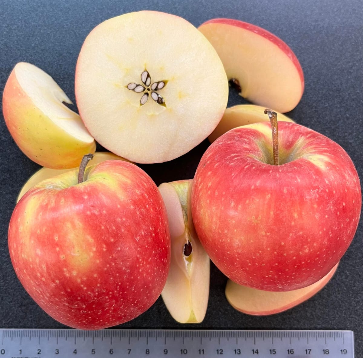 Help Washington State University name its new apple | Cascade PBS