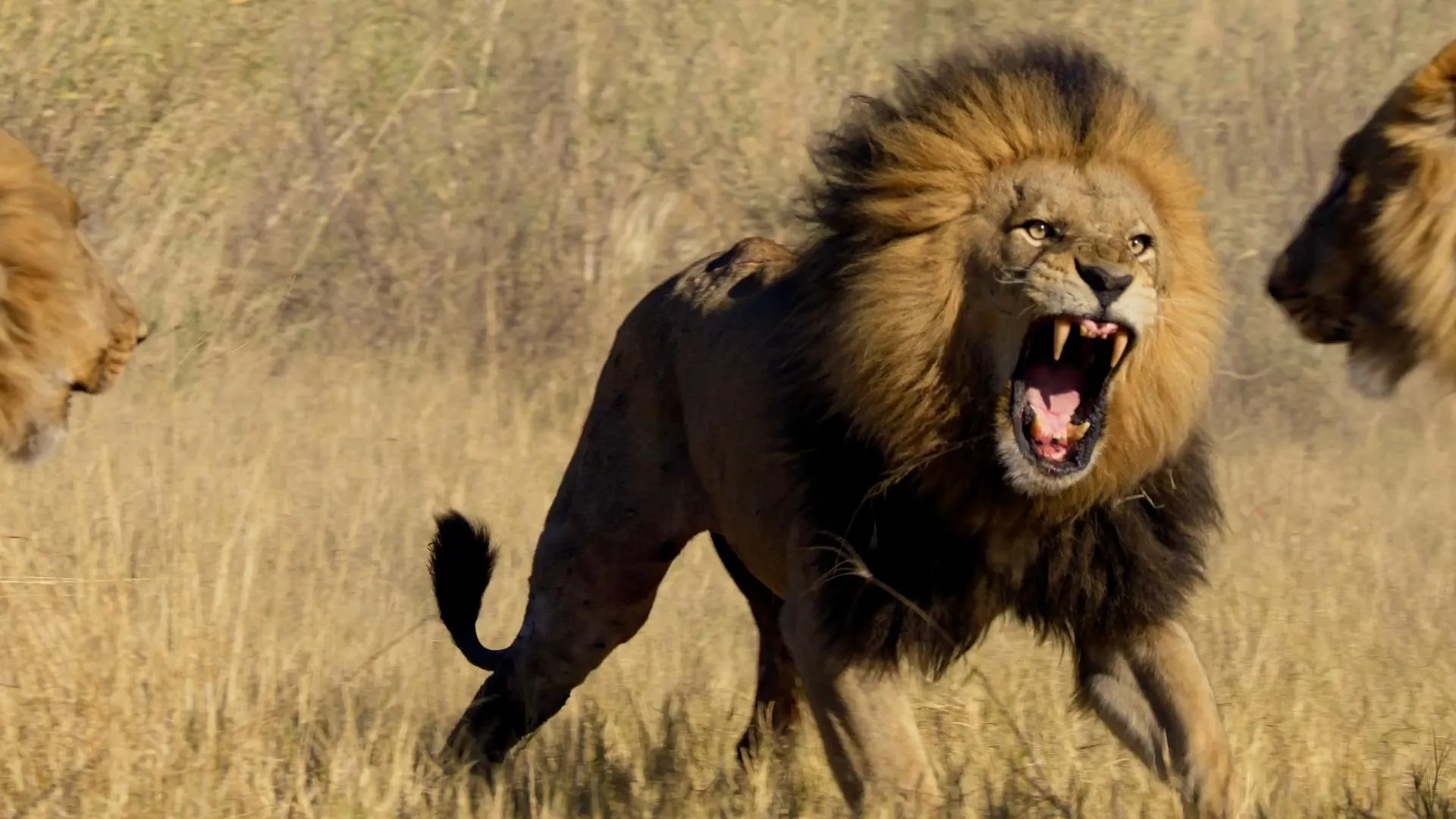 A Pride Divided | Cascade PBS