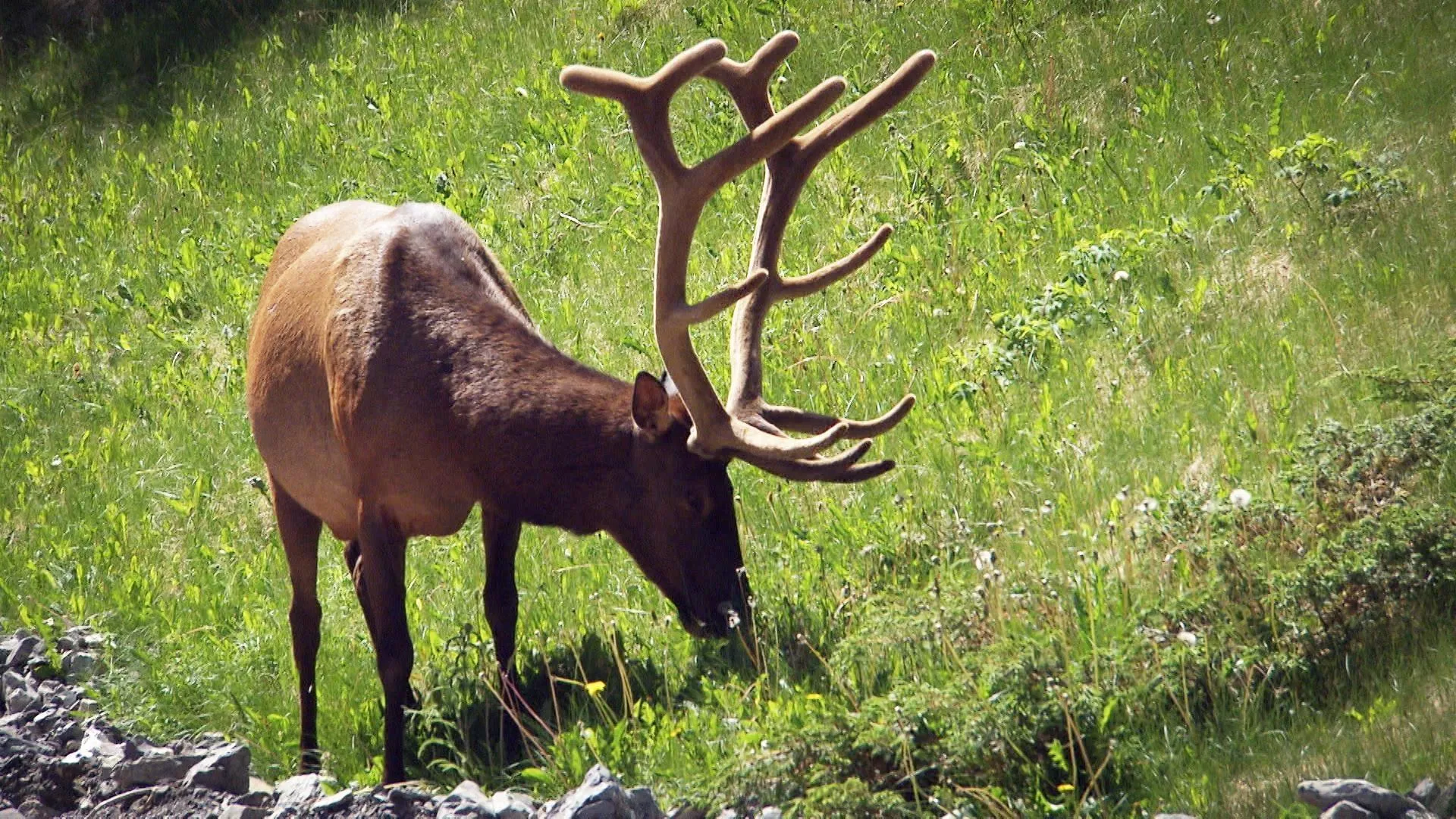 Forest Animals | Cascade PBS
