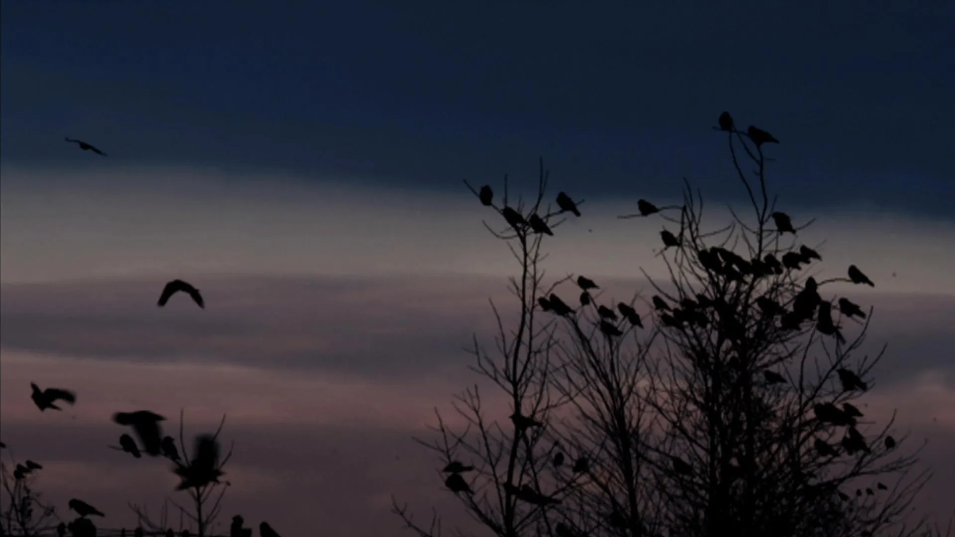 Short | Director Commentary: Roosting Crows | A Murder of... | Cascade PBS