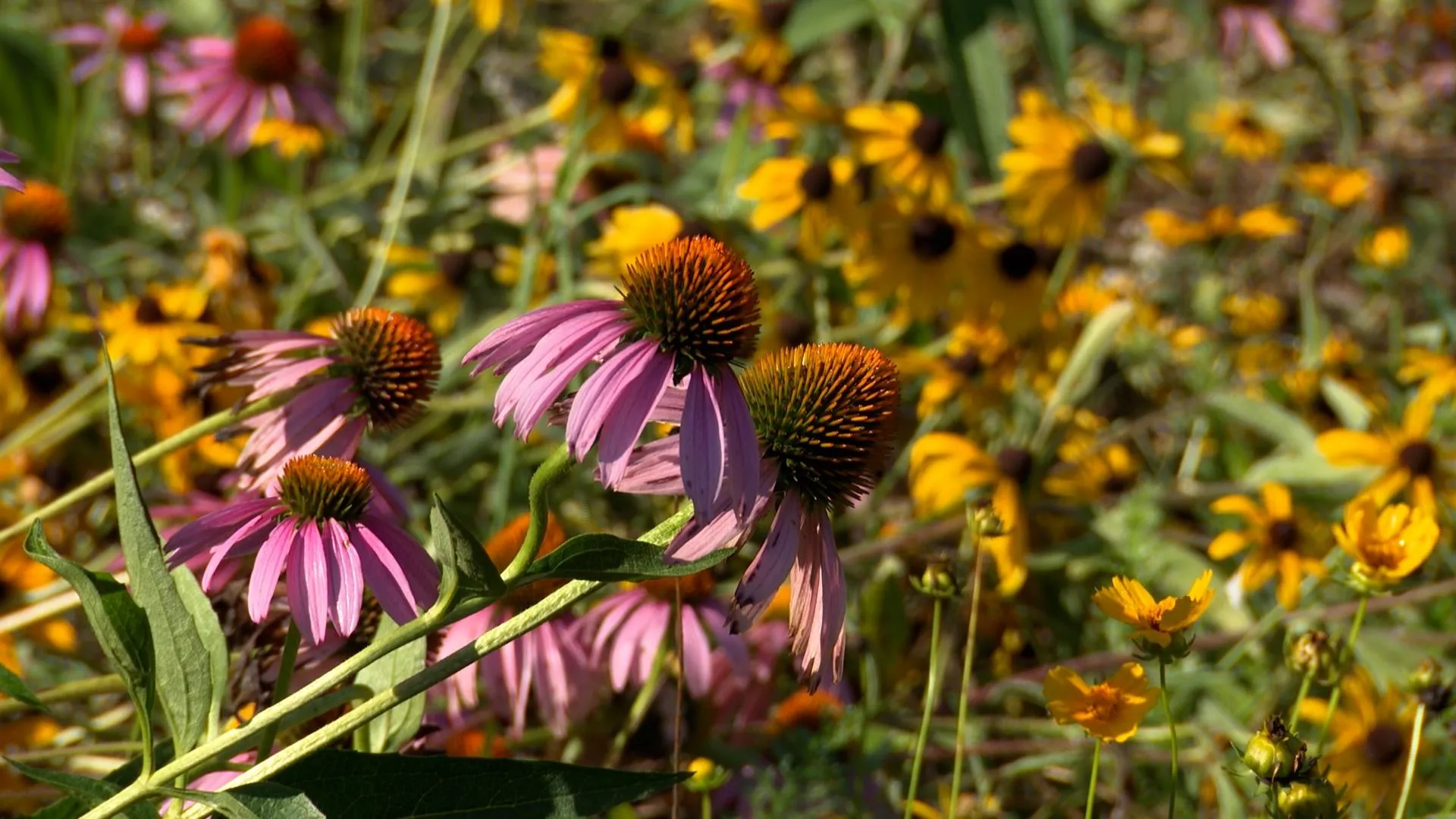 Volunteer Gardener 3421 | Cascade PBS