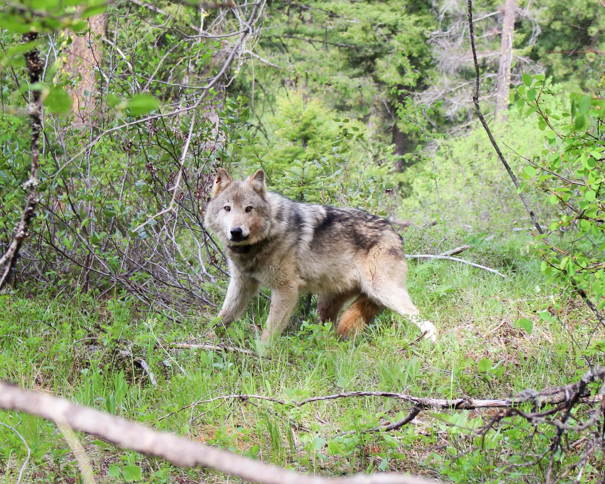One wolf was poached in WA. Here’s why it’s a big deal | Cascade PBS