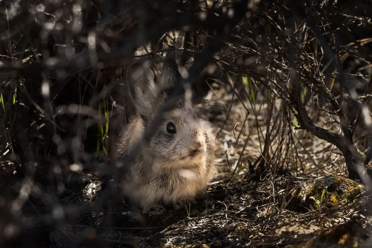 WA's endangered pygmy rabbits bounce back from the brink | Cascade PBS