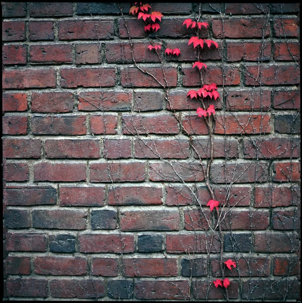 9 reasons to build that Canadian wall | Cascade PBS