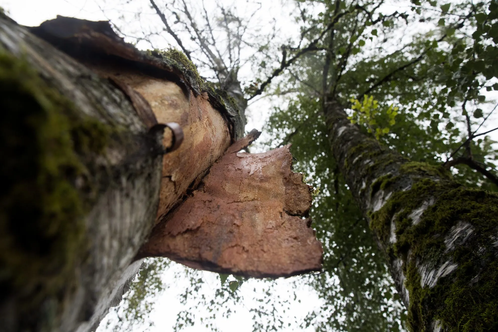 Seattle's trees are dying. Blame the beetles | Cascade PBS