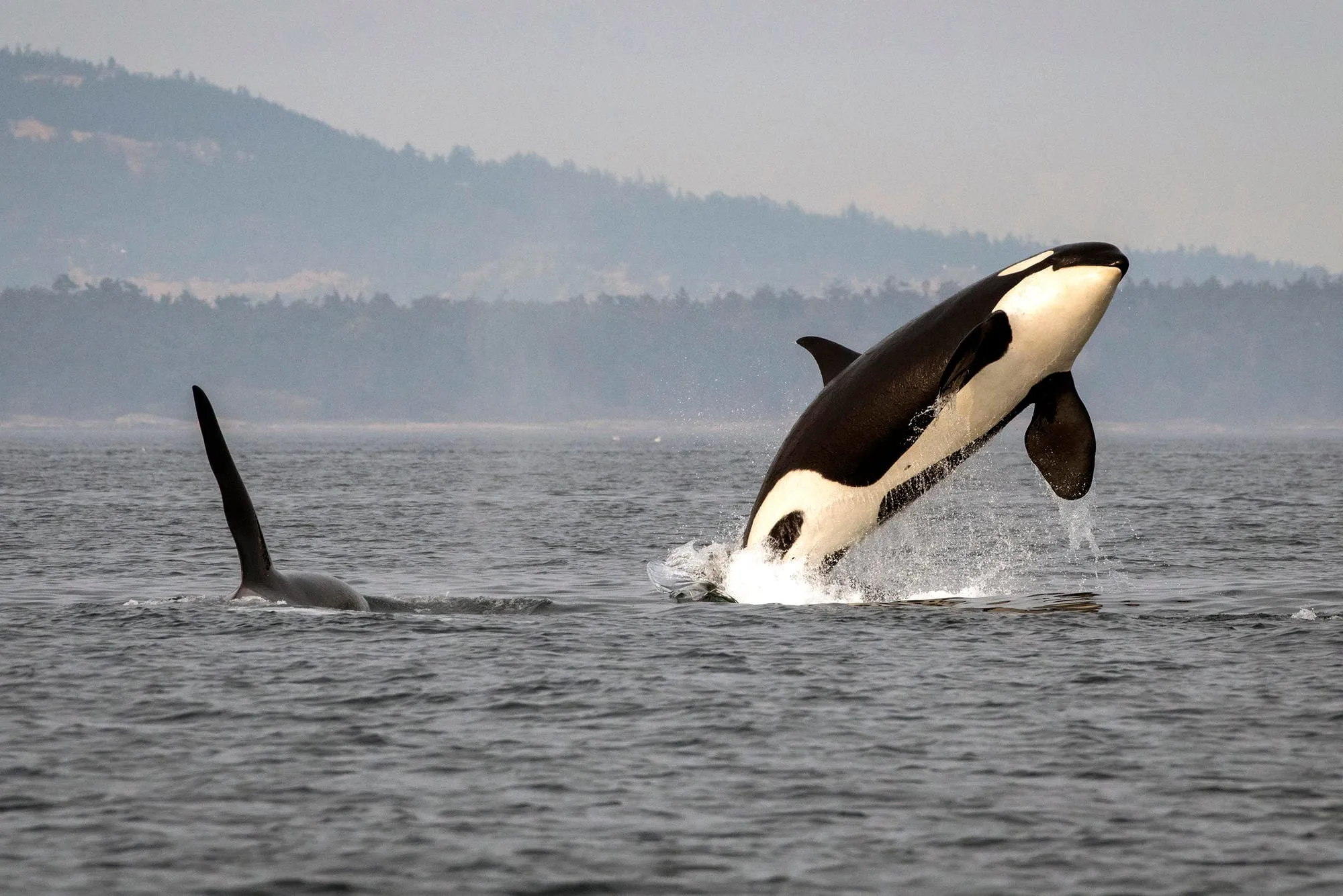 Orcas: Call them by their names | Cascade PBS