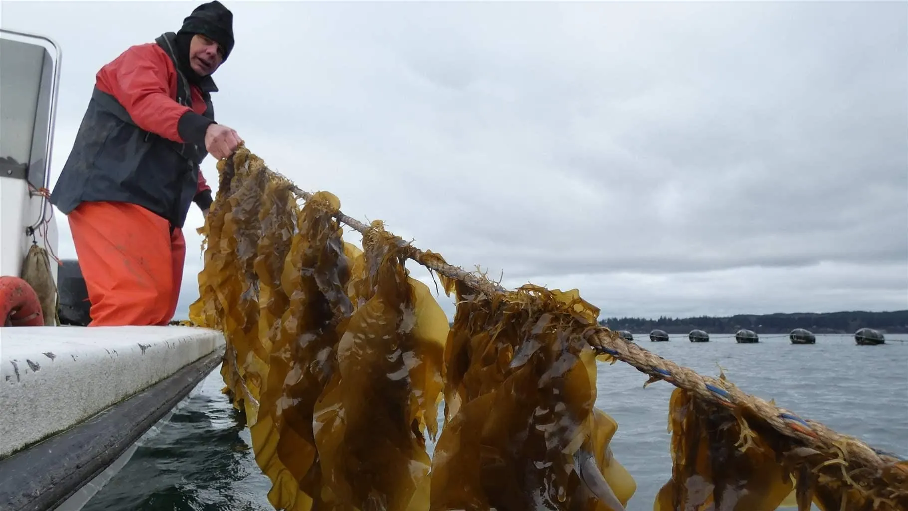 WA seaweed farming could boom but permitting remains difficult ...