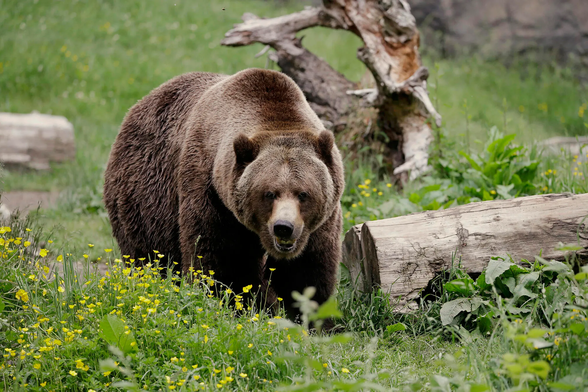 Bear with us: Grizzly reintroduction to North Cascades stalls | Cascade PBS