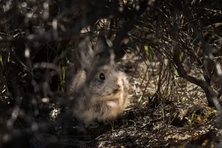 WA's endangered pygmy rabbits bounce back from the brink | Cascade PBS