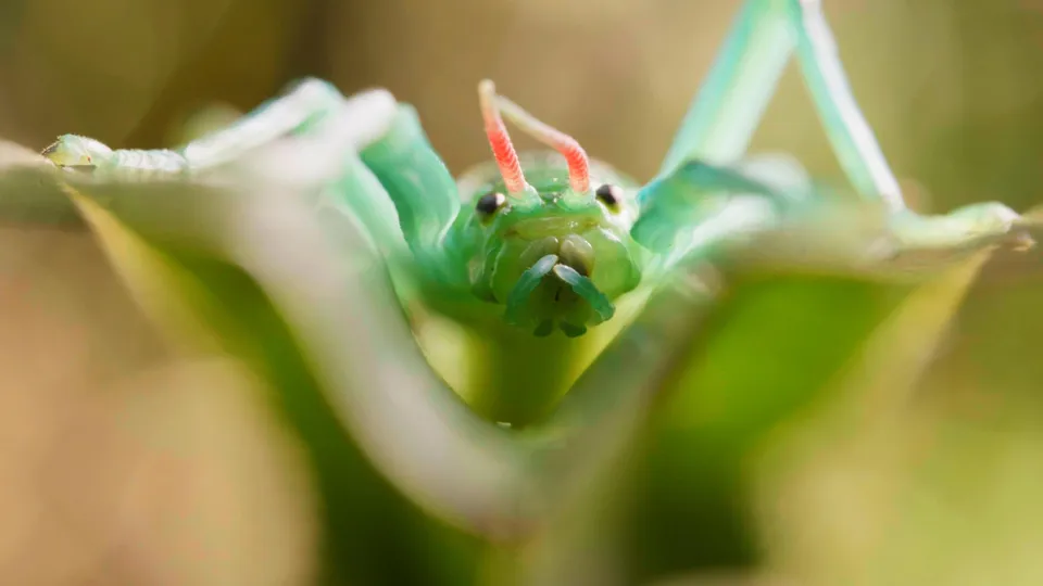 This Stick Insect Has a Peppermint-Scented Secret Weapon | Cascade PBS