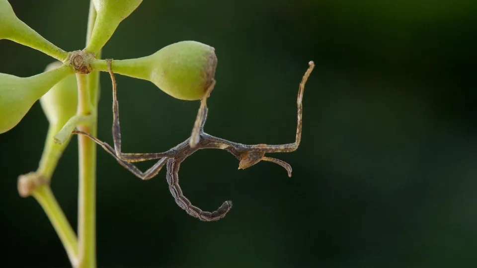 Hide! 4 Tiny Animals That Go Undercover In Style | Cascade PBS