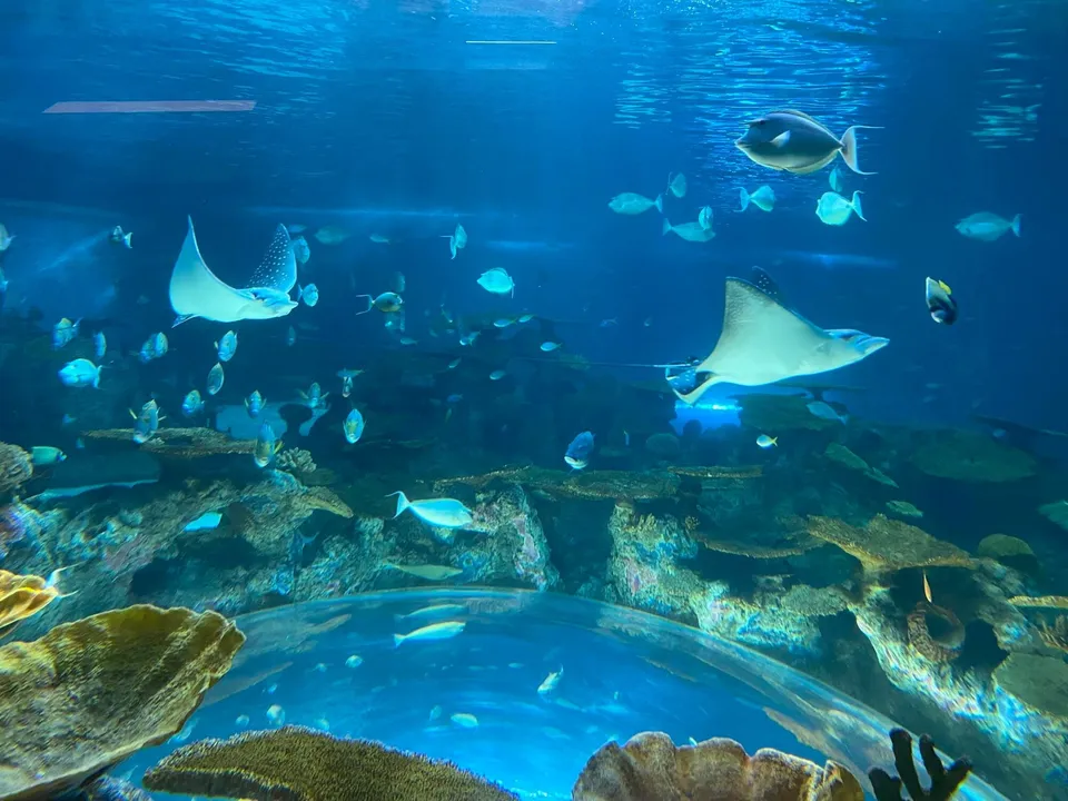 ArtSEA: Seattle Aquarium’s Ocean Pavilion opens with Native art ...